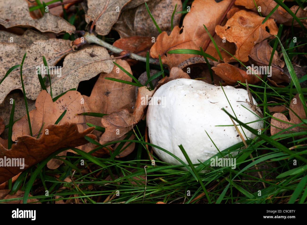 Puffball fungus hi-res stock photography and images - Alamy