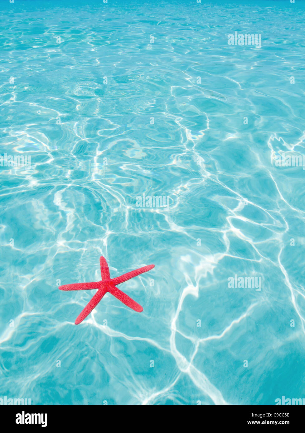 Red starfish floating on perfect tropical sea in ripple beach Stock ...
