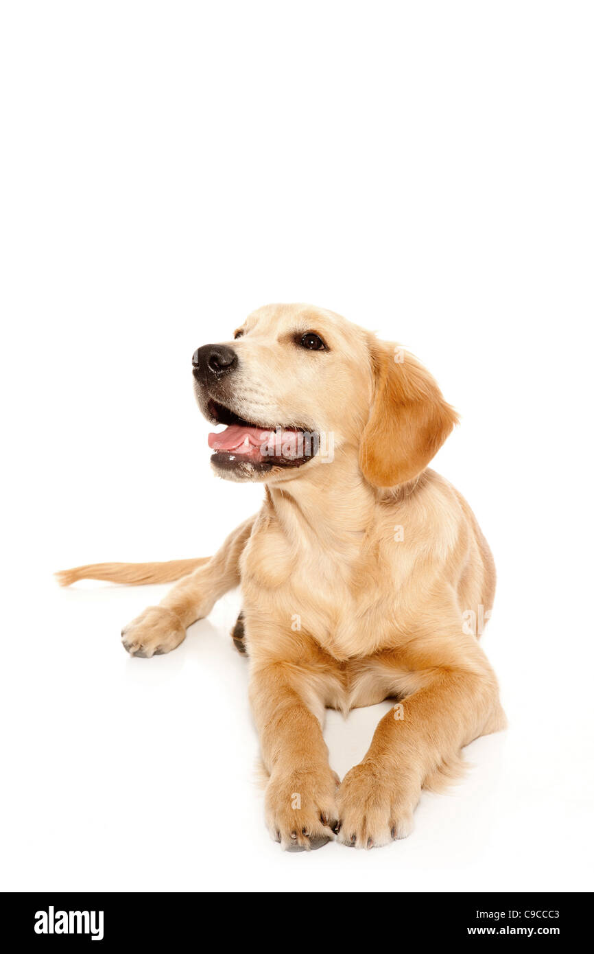 Golden retriever puppy purebred dog isolated on white Stock Photo - Alamy