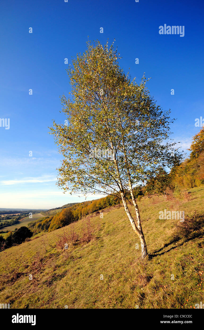Birch tree hi-res stock photography and images - Alamy