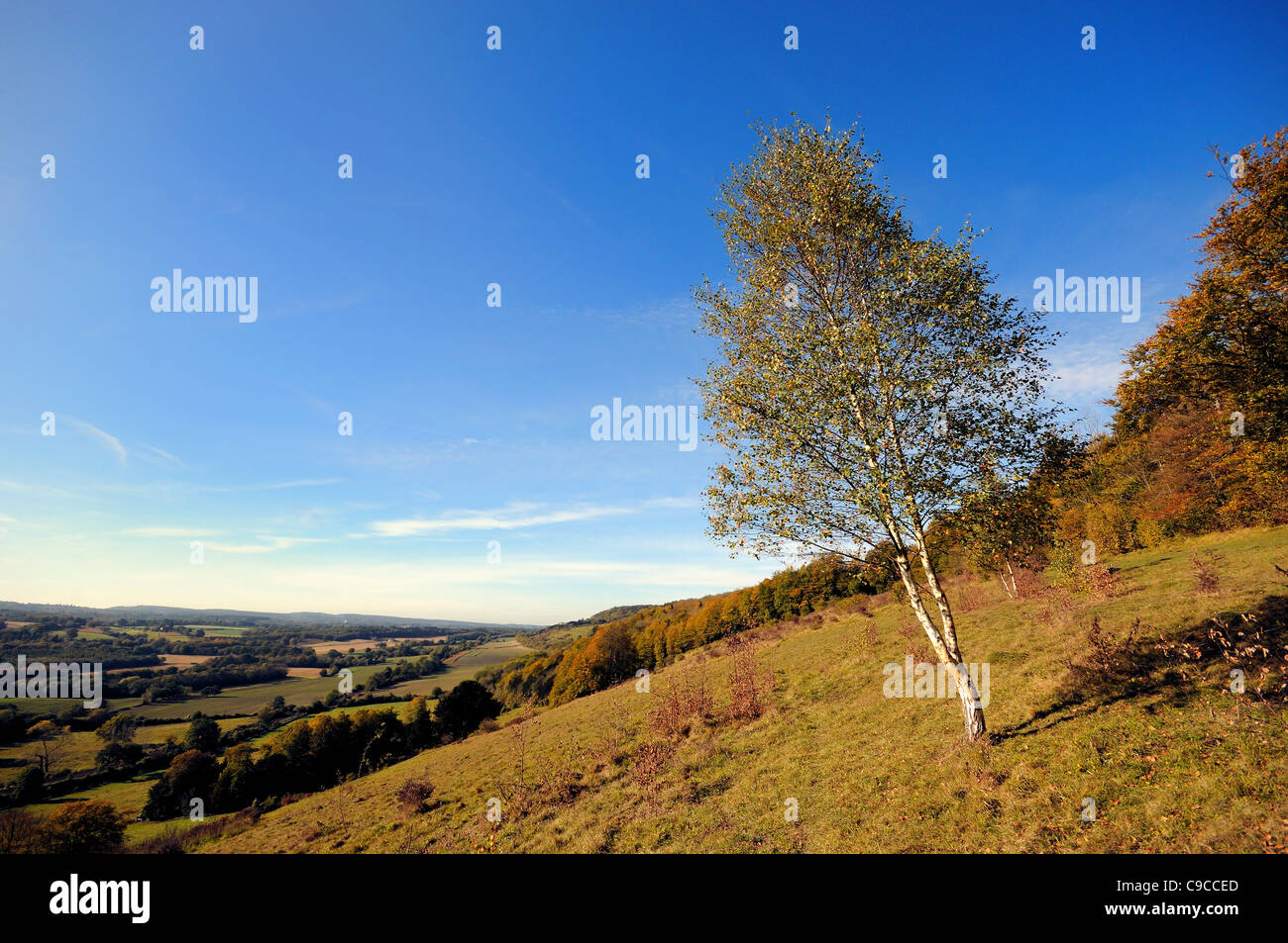 Silver Birch tree on the North Downs at Ranmore Common near Dorking ...