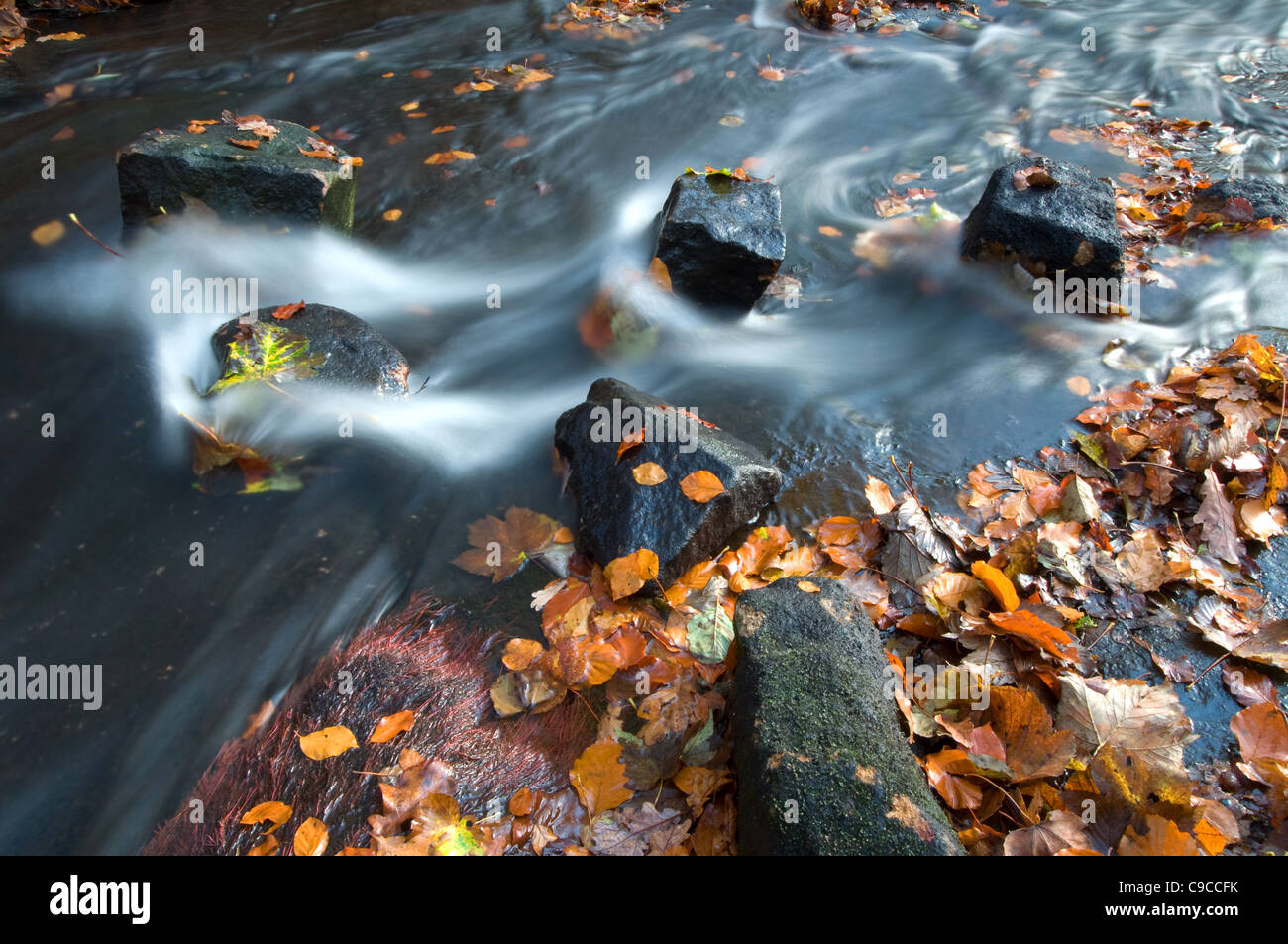 Bentley Brook flowing over rocks covered with Autumn Leaves in Lumsdale ...