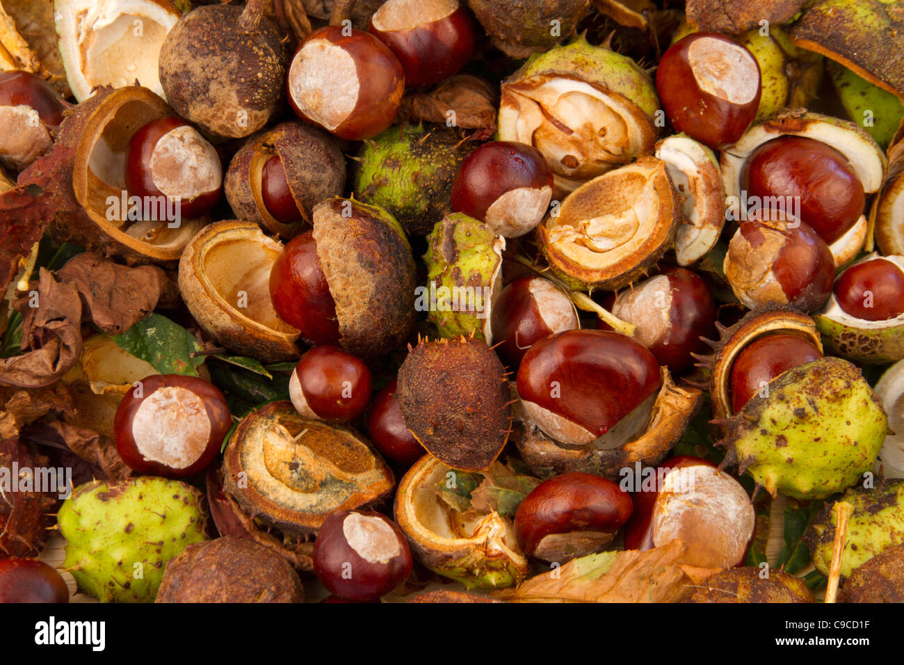 Horse chestnuts conkers in shell and out of shells Stock Photo - Alamy