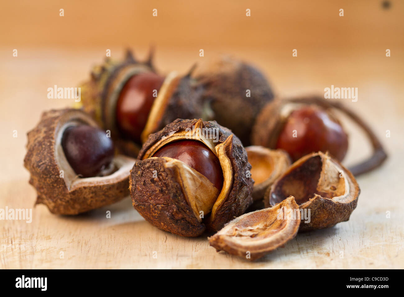 Conkers in shells hi-res stock photography and images - Alamy