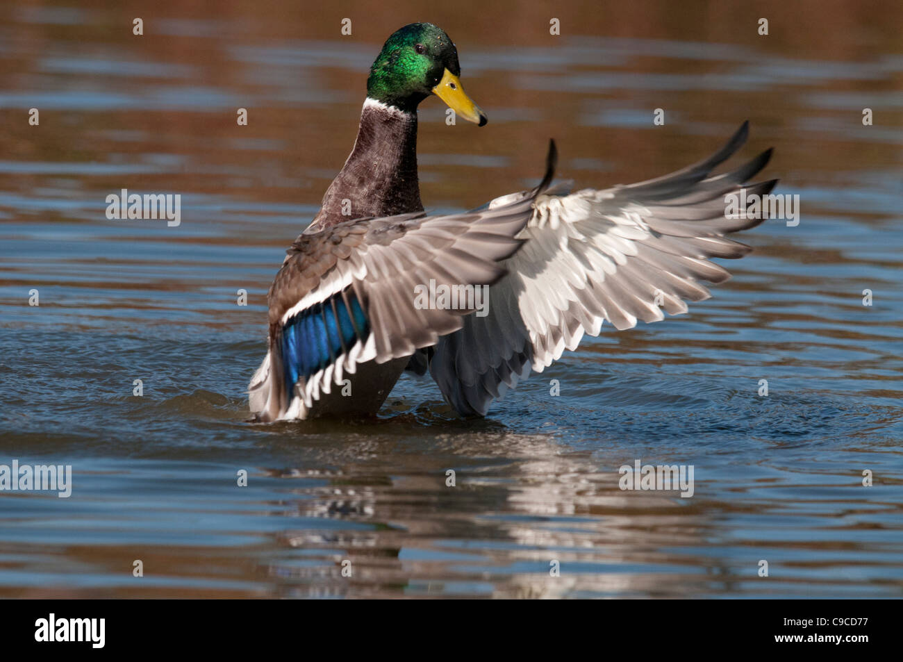 male mallard with wing out stretched Stock Photo - Alamy