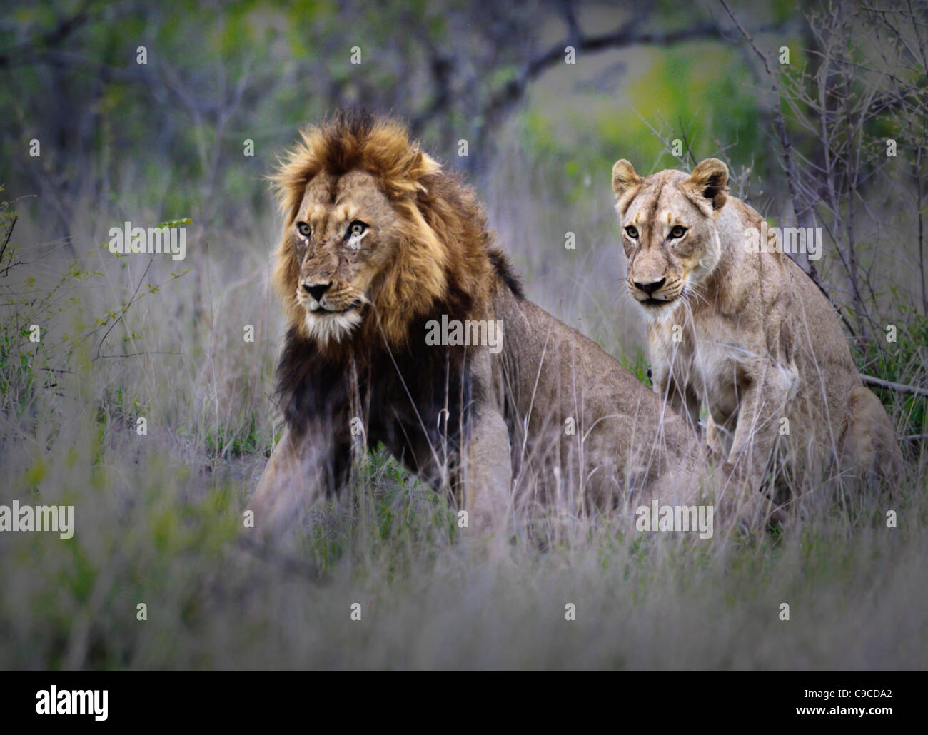 A dominant male lion and his lioness [panthera leo] stare intently at ...