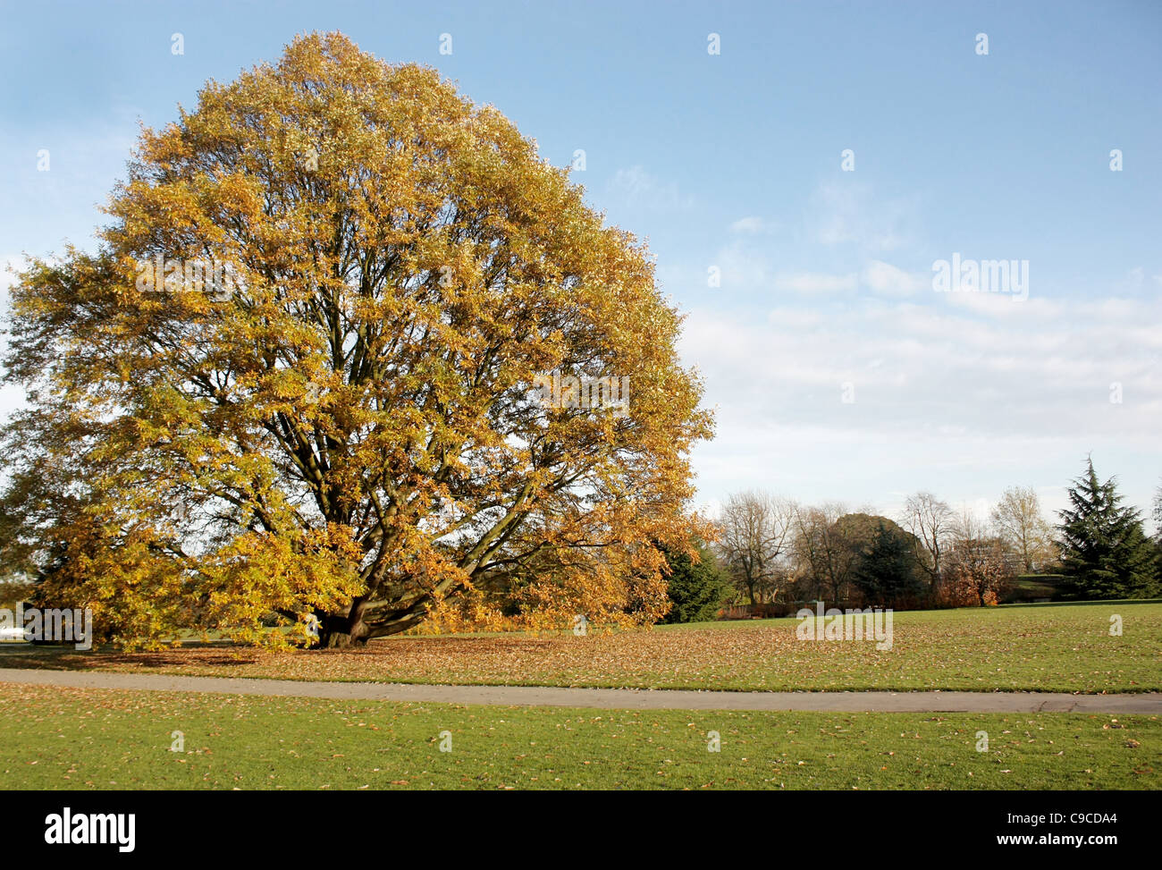 Autumn trees in Kew garden Stock Photo - Alamy
