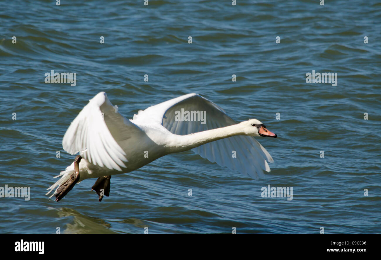 Swan landing on a river Stock Photo - Alamy