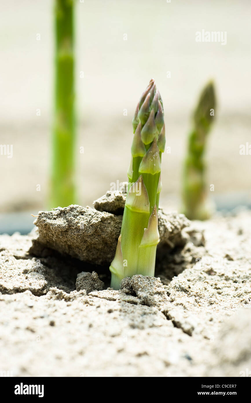 Asparagus growing hi-res stock photography and images - Alamy