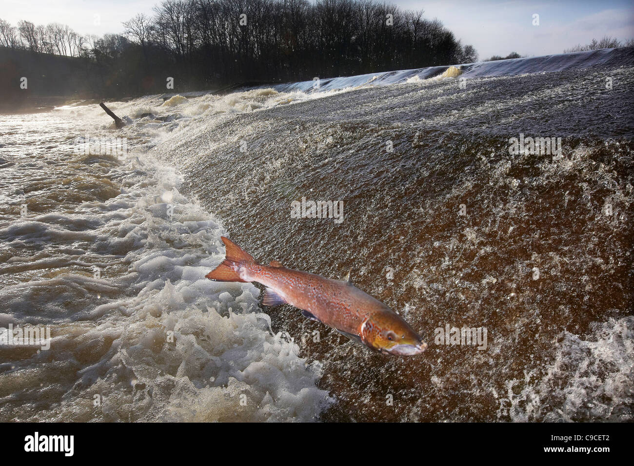 Wild Atlantic Salmon, Salmo salar leaping upstream at the Ettrick water ...