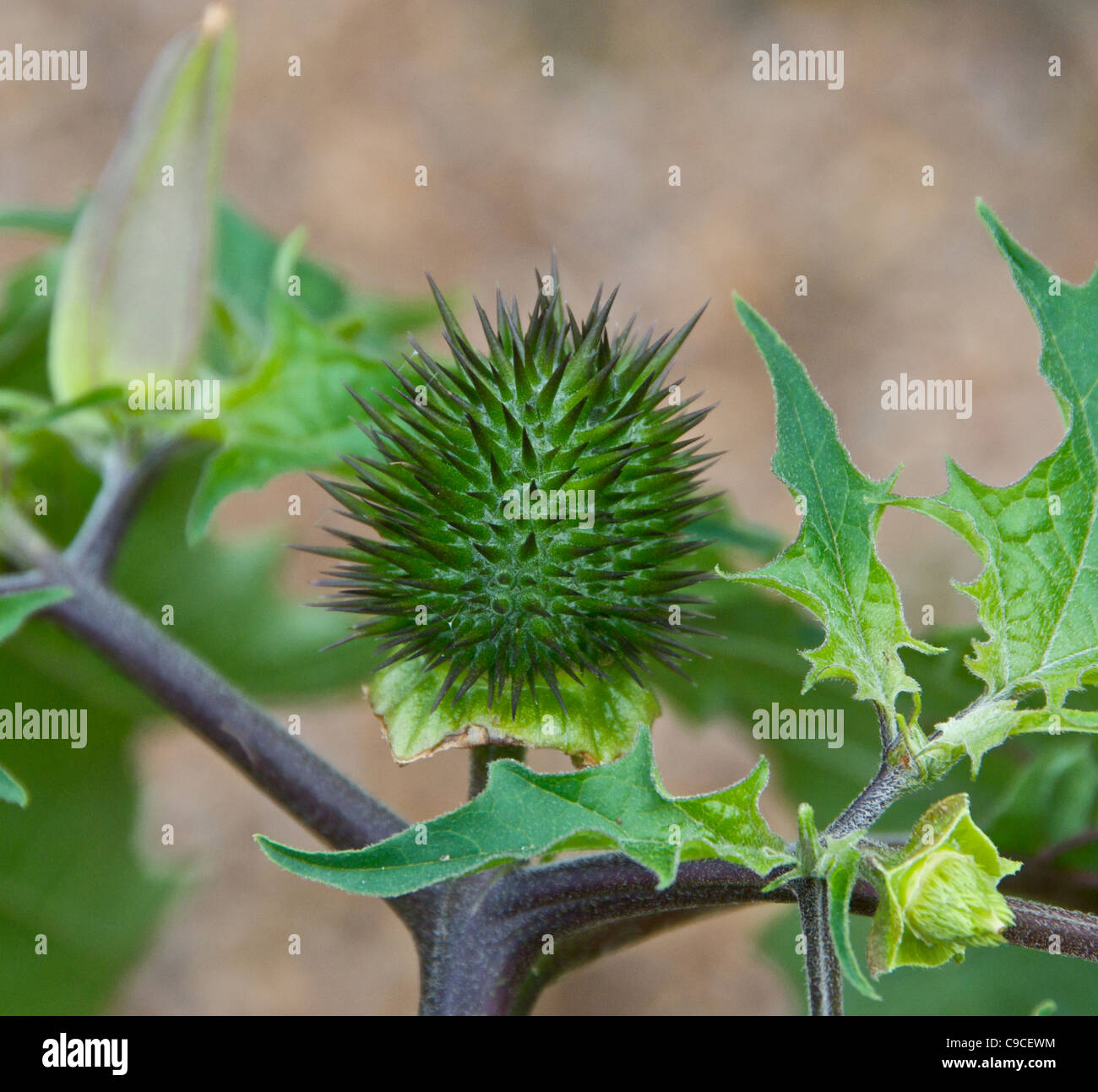 Thorn Apple or Jimson Weed (Datura stramonium Stock Photo - Alamy