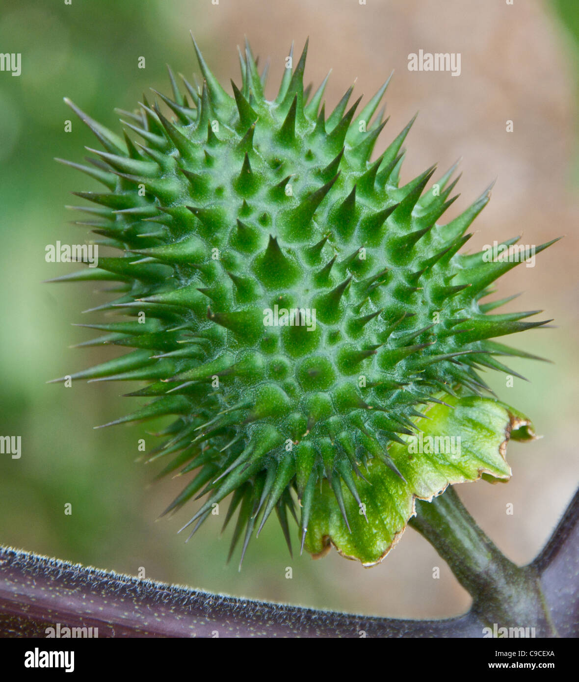 Thorn Apple or Jimson Weed (Datura stramonium Stock Photo - Alamy