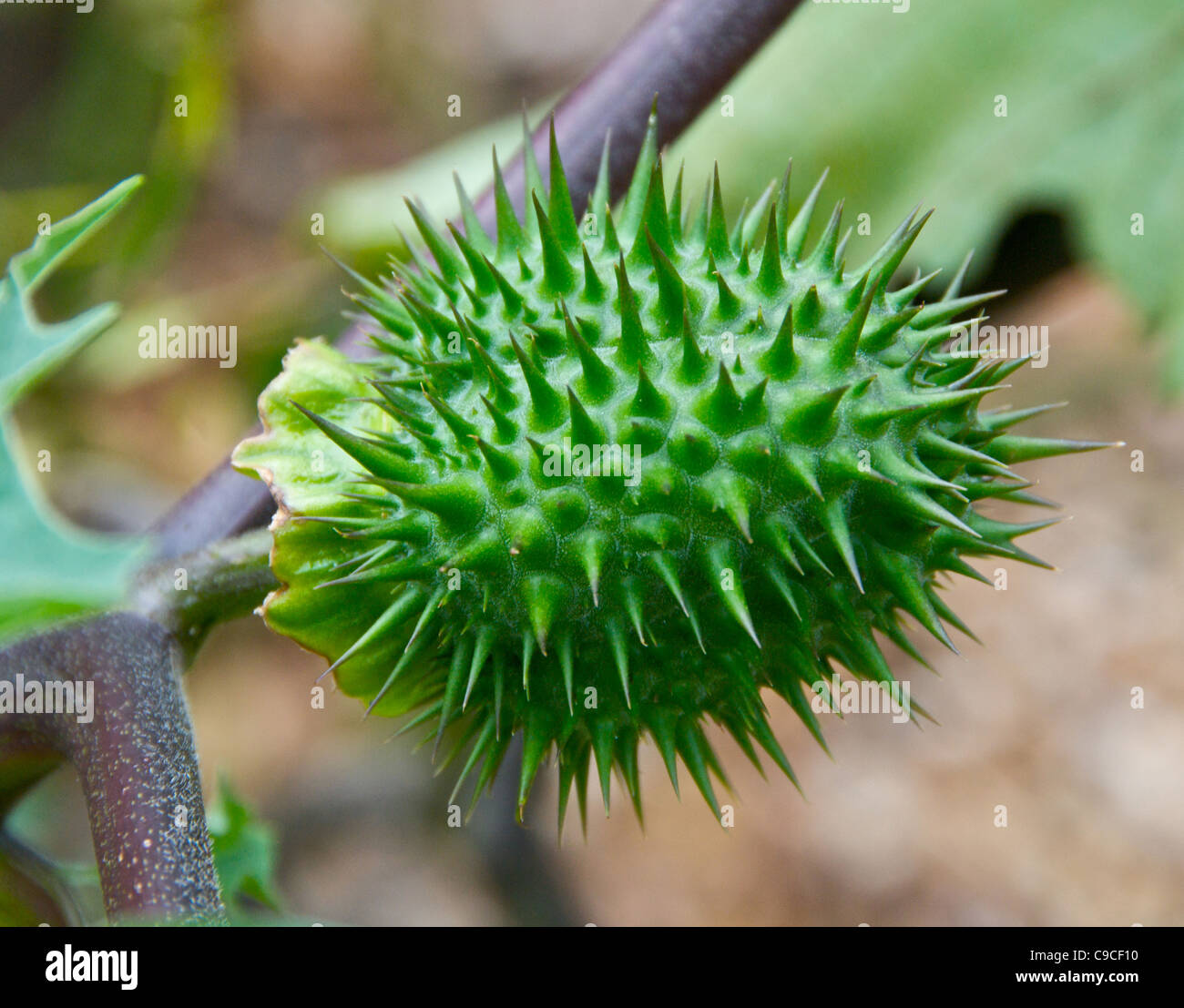 Thorn Apple or Jimson Weed (Datura stramonium Stock Photo - Alamy