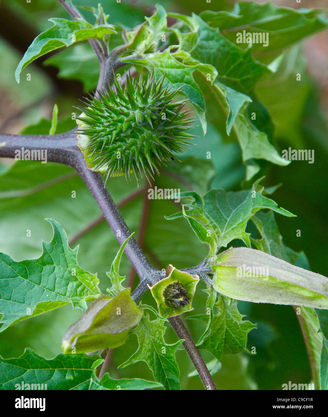 Thorn Apple or Jimson Weed (Datura stramonium Stock Photo - Alamy