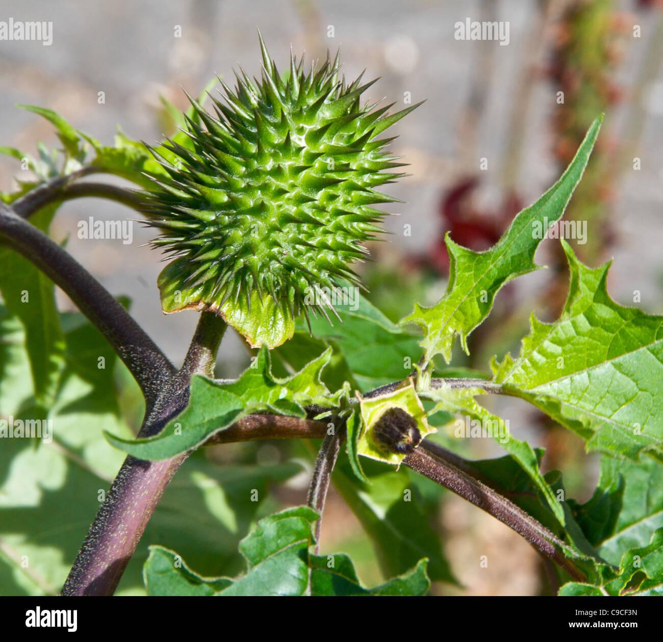 Thorn Apple or Jimson Weed (Datura stramonium Stock Photo - Alamy