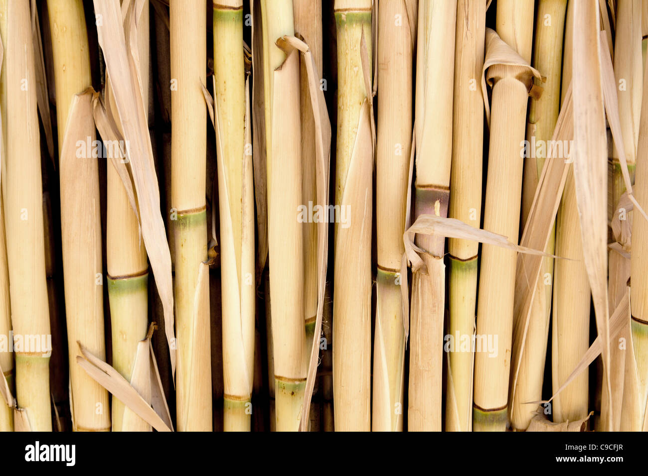 Cane texture used as fence or sunroof in Mediterranean Stock Photo - Alamy