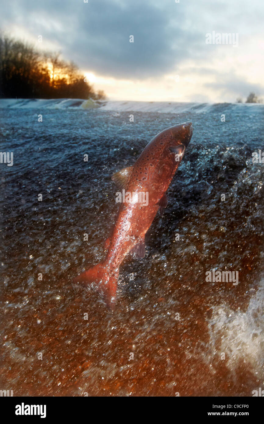 Wild Atlantic Salmon, Salmo salar leaping upstream at the Ettrick water ...