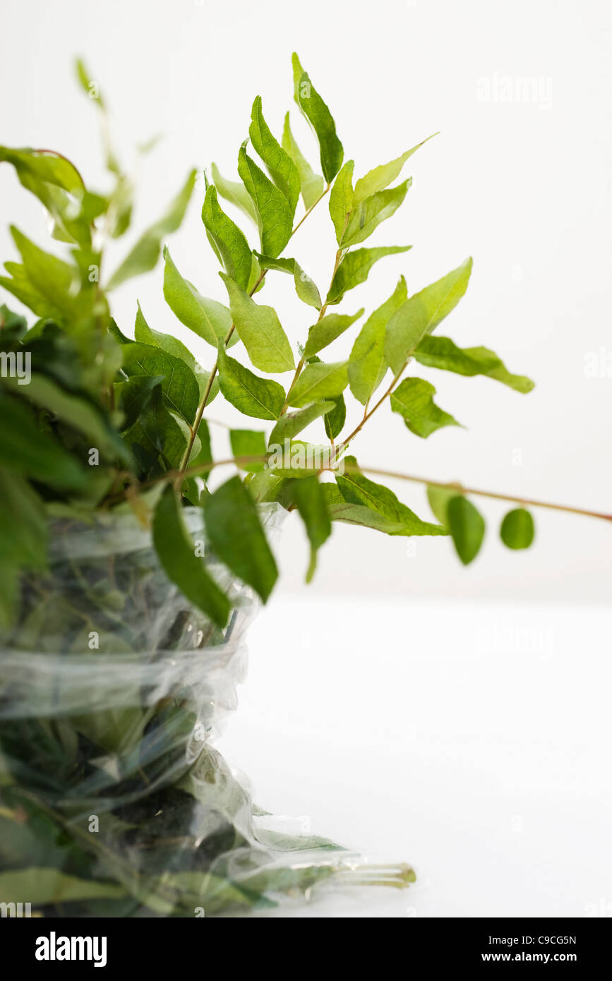 Fresh curry leaves in bag Stock Photo - Alamy