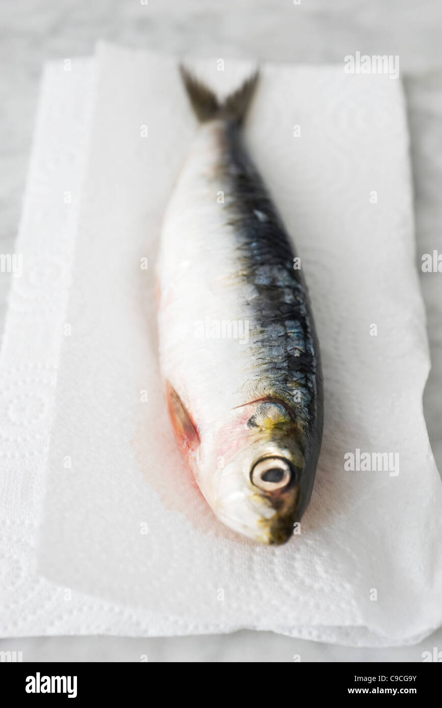 Sardine Stock Photos & Sardine Stock Images - Alamy