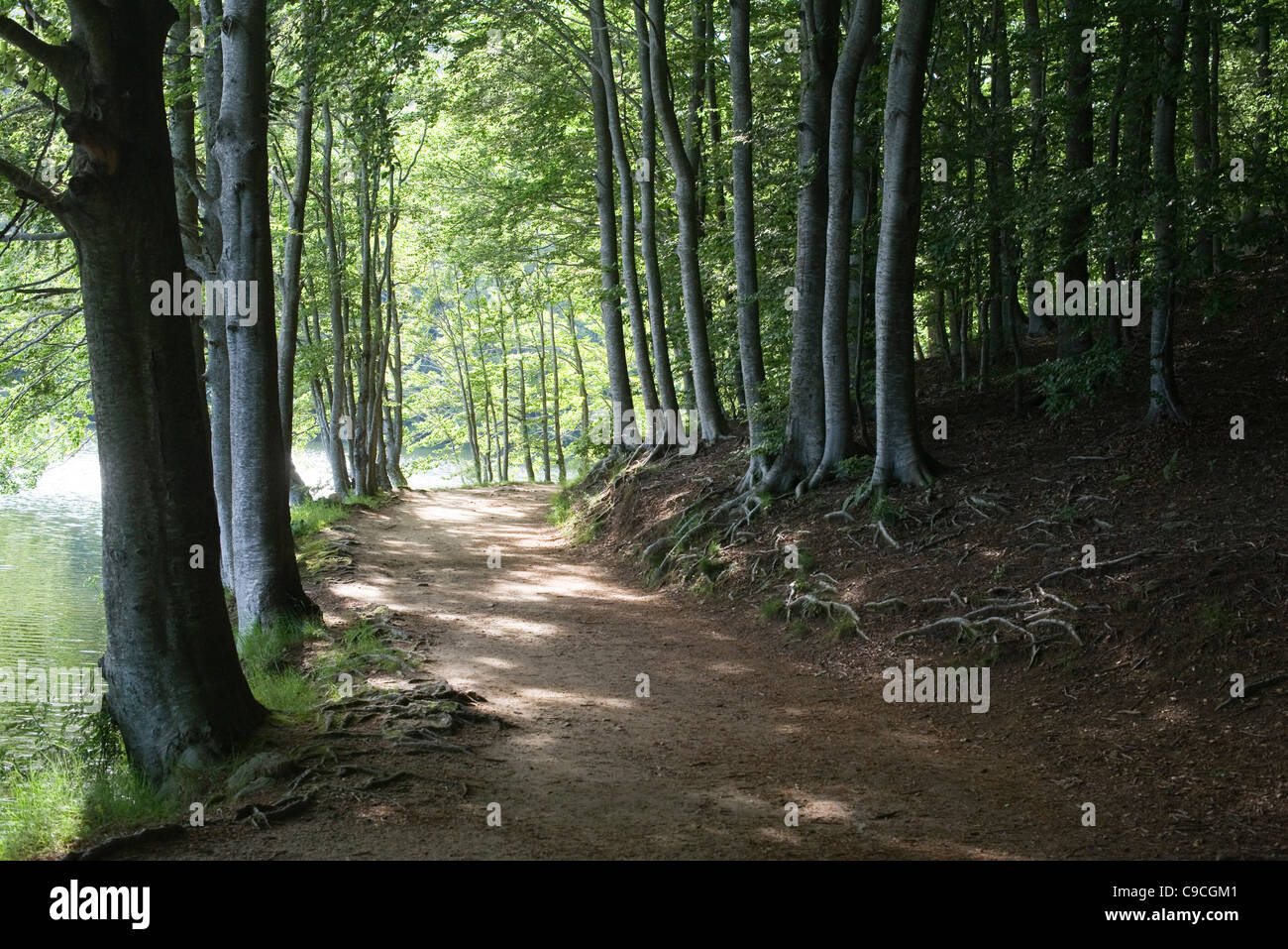 Path through forest Stock Photo - Alamy