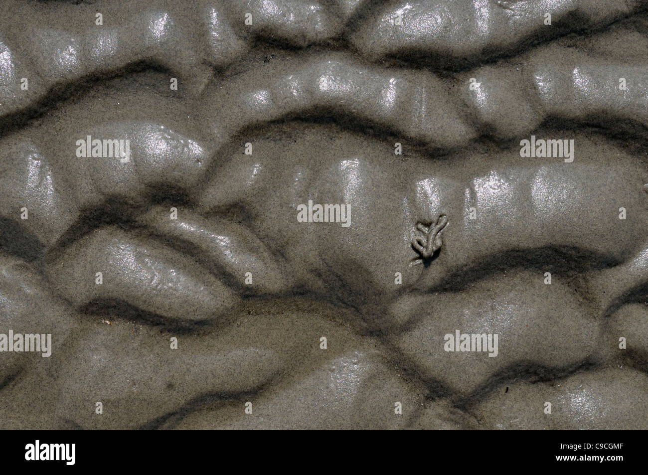 Forms low tide hi-res stock photography and images - Alamy