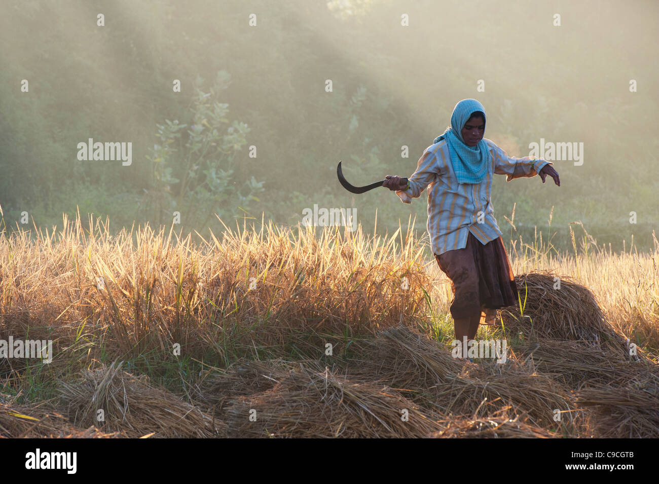 Indian woman cutting rice in the middle of a ripe paddy field with a ...