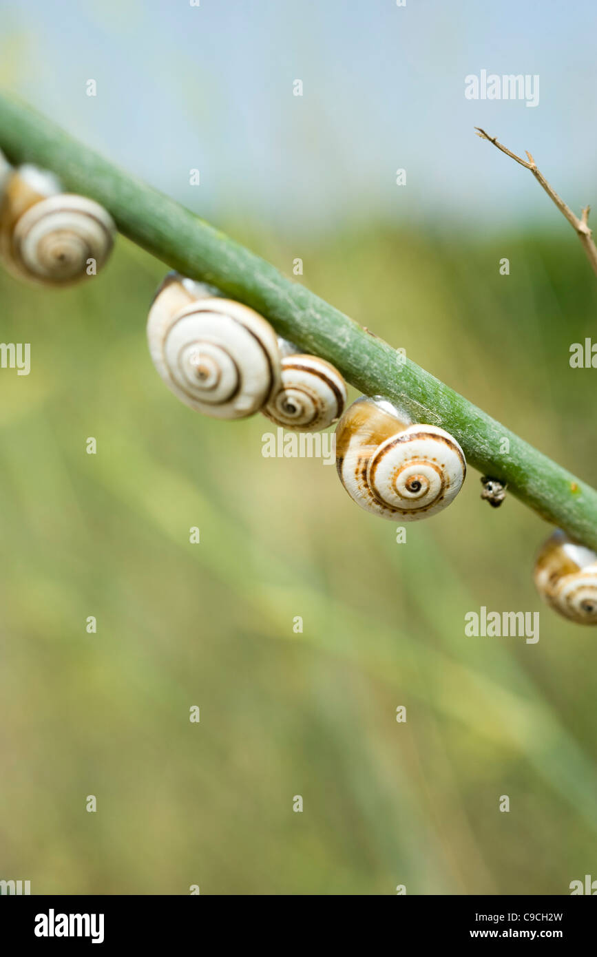 Snails on branch Stock Photo - Alamy