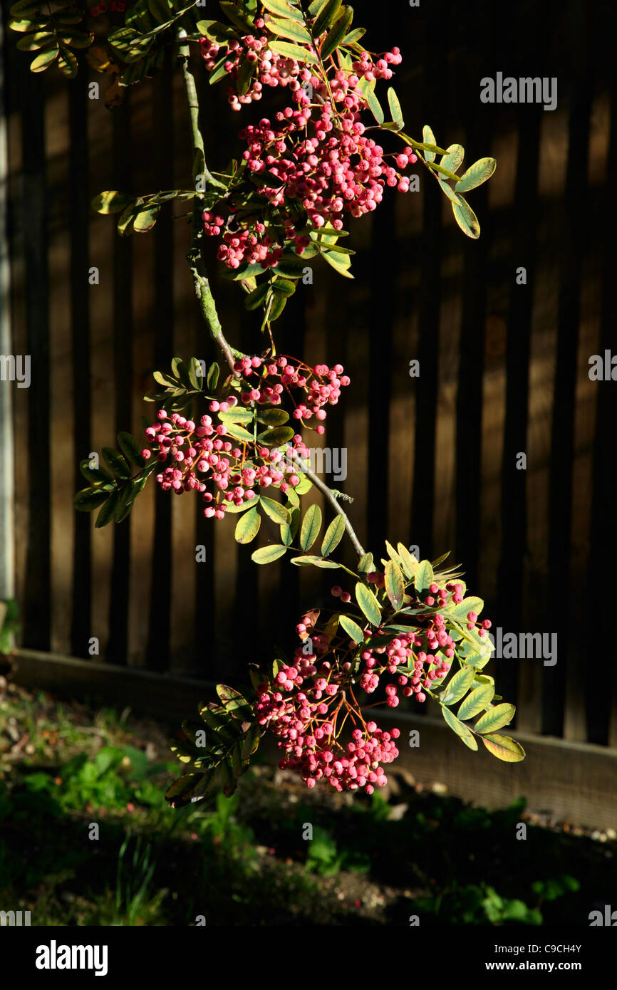 Sorbus ‘pink pagoda’ hi-res stock photography and images - Alamy