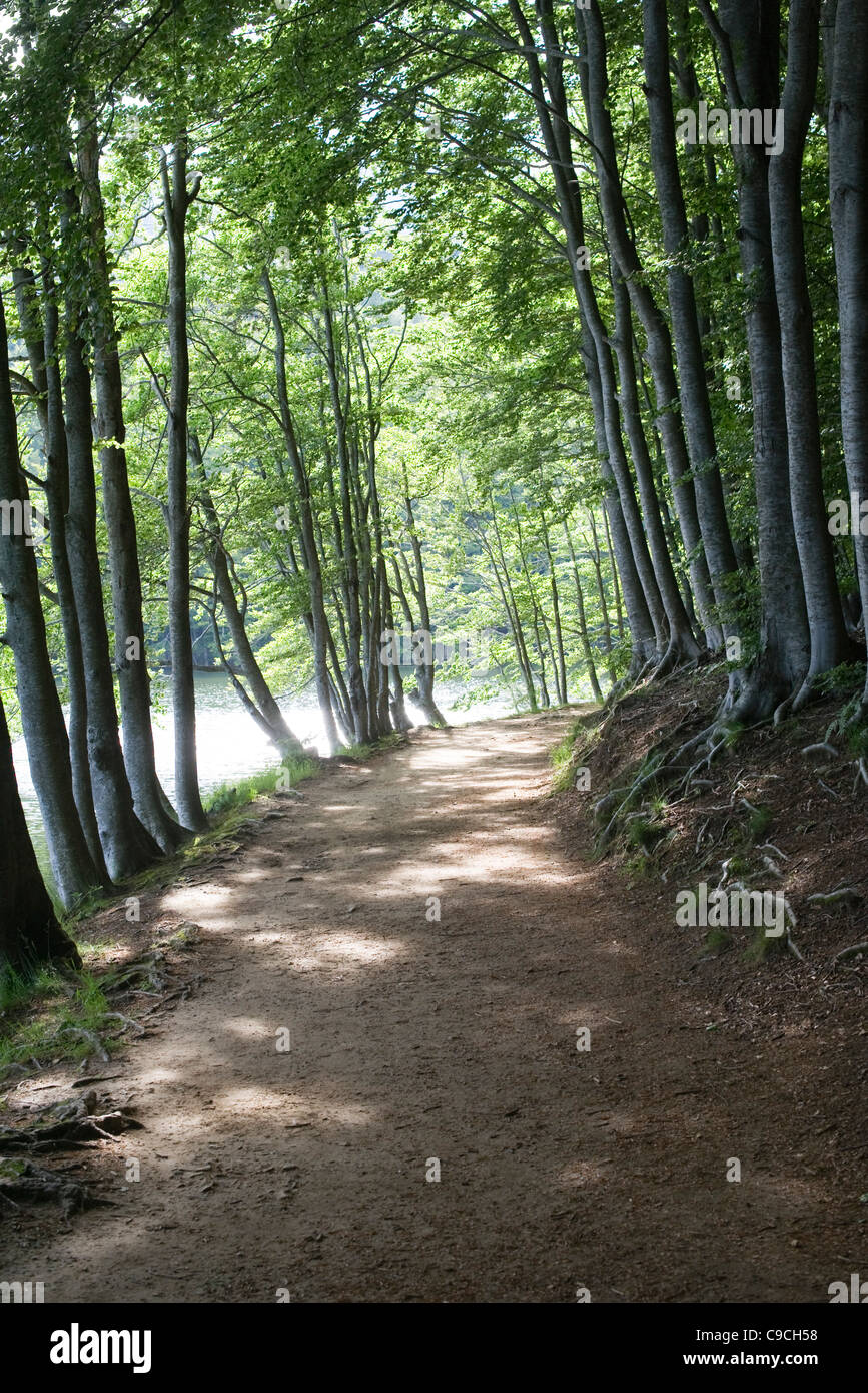 Shot pathway through forest hi-res stock photography and images - Alamy