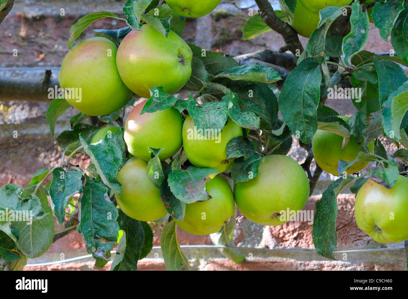 Cordon apples hi-res stock photography and images - Alamy