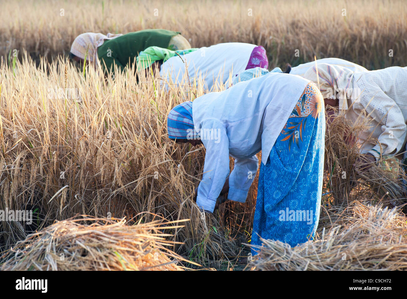 Indian women cutting rice in the middle of a ripe paddy field with a ...
