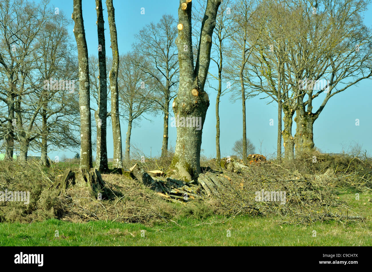 Size of oak trees in the grove north of Mayenne Stock Photo - Alamy