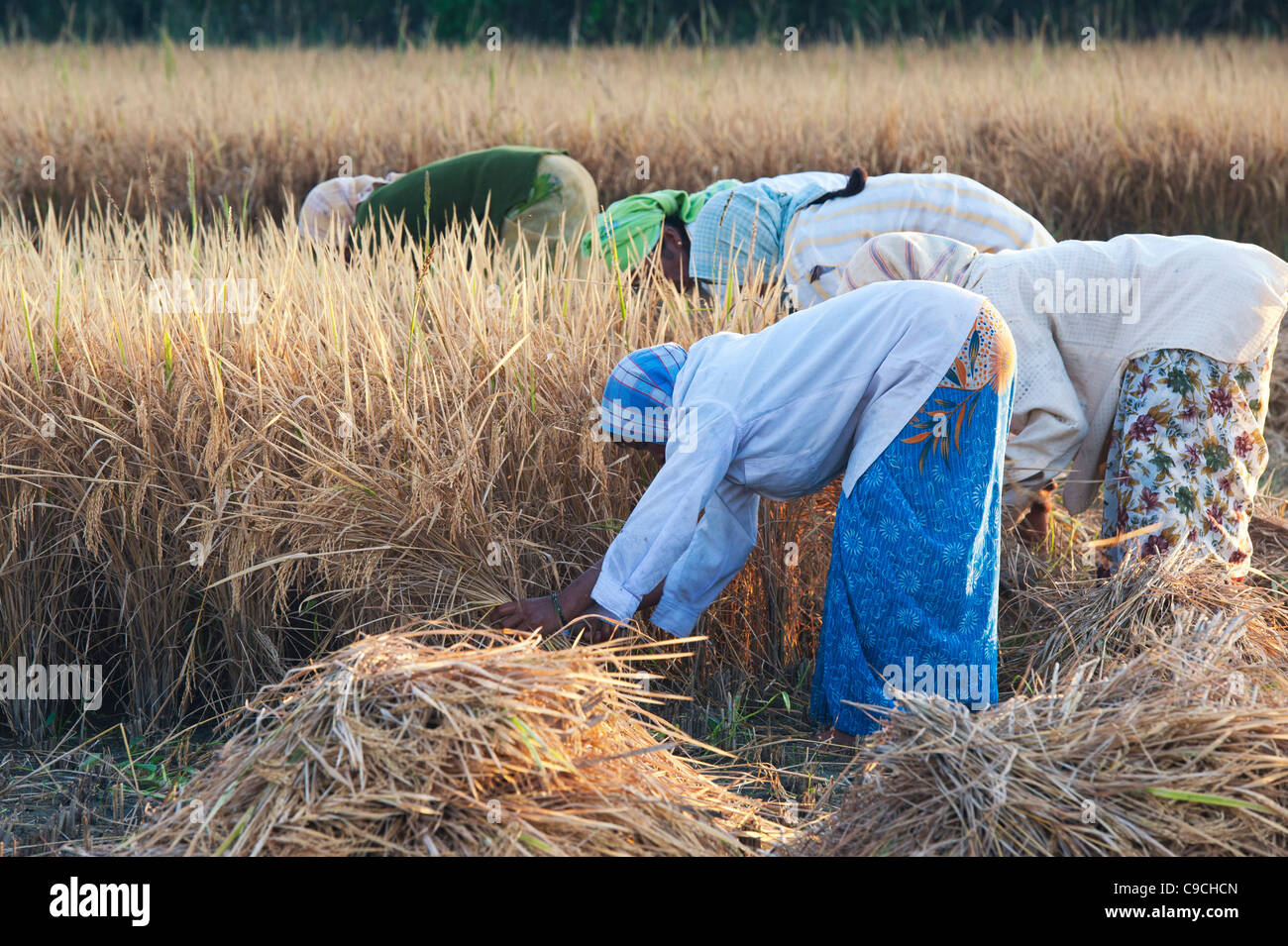 Cutting Rice High Resolution Stock Photography and Images - Alamy
