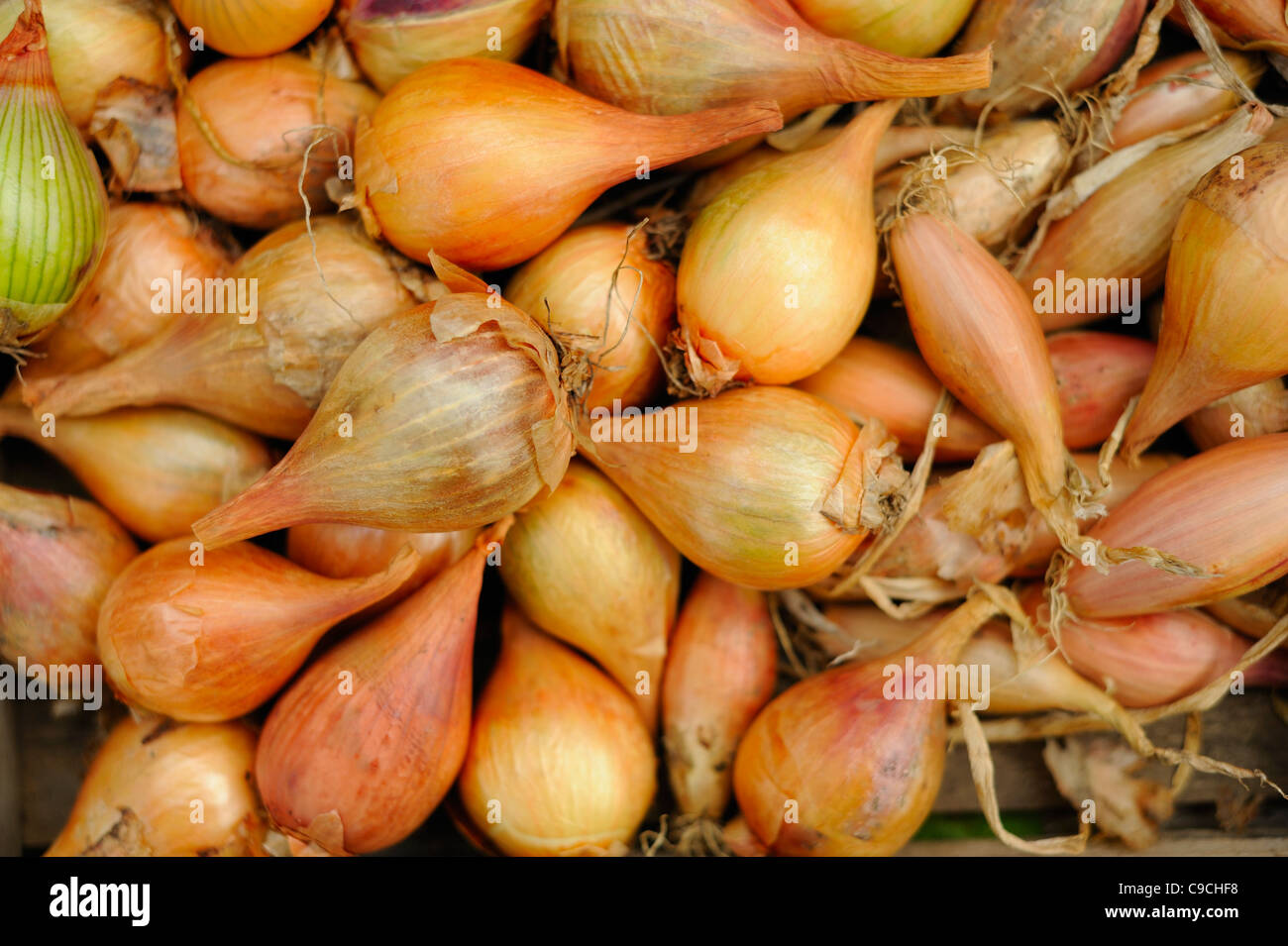 Shallots ready for planting, 'hative de niorte' Stock Photo - Alamy