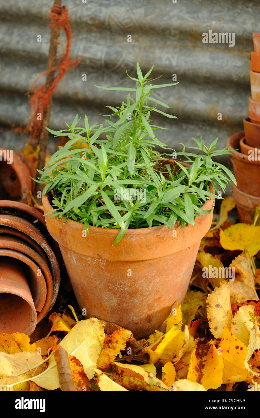 Tarragon pot hi-res stock photography and images - Alamy
