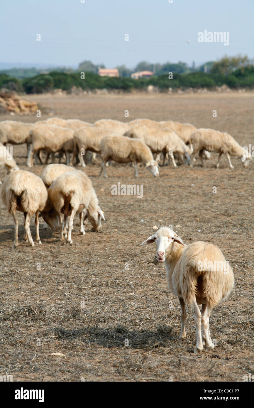 Sheeps, Sardinia, Italy Stock Photo - Alamy
