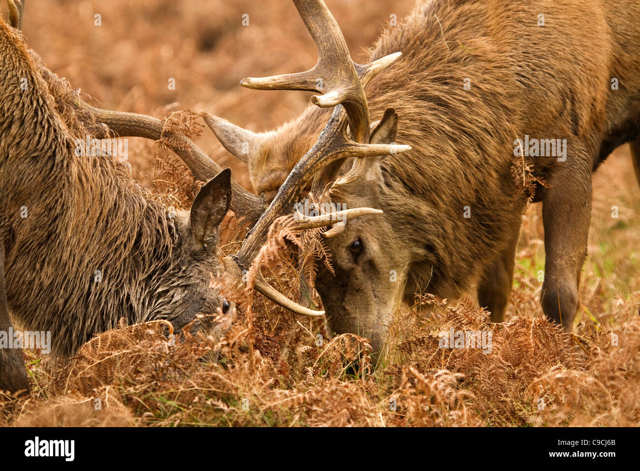 Male Red Deer Fighting High Resolution Stock Photography and Images - Alamy