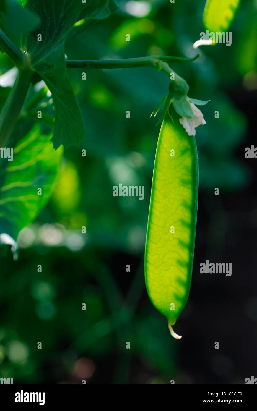Pea pod on plant Stock Photo - Alamy