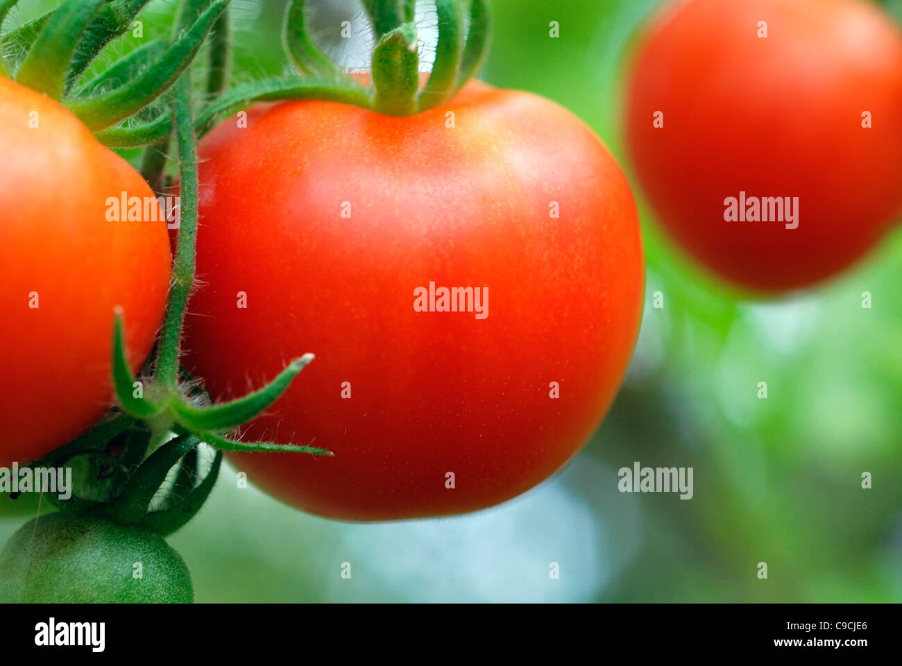 Harbinger hi-res stock photography and images - Alamy