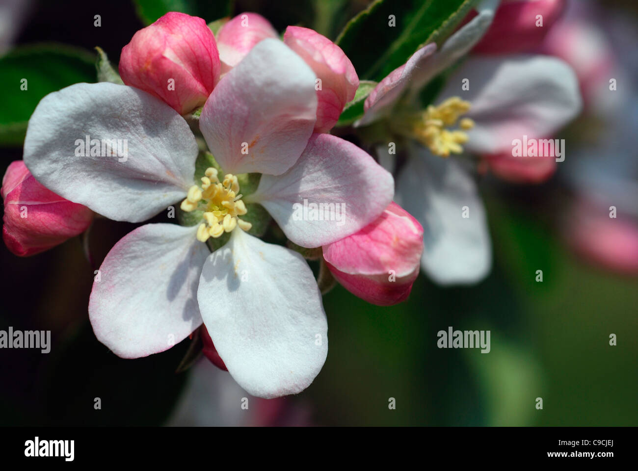 Margil apple hi-res stock photography and images - Alamy
