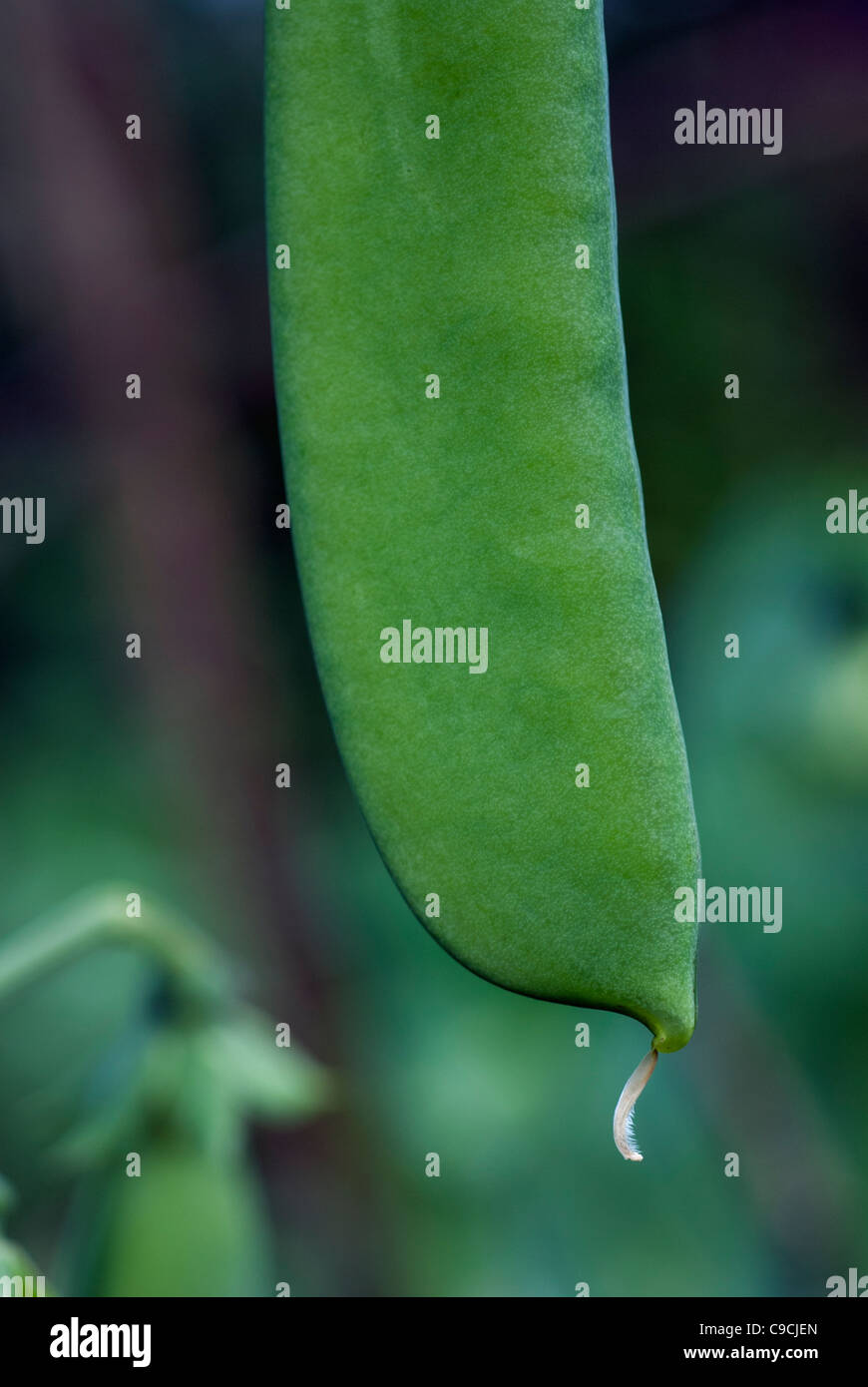 Pea pod on plant Stock Photo - Alamy