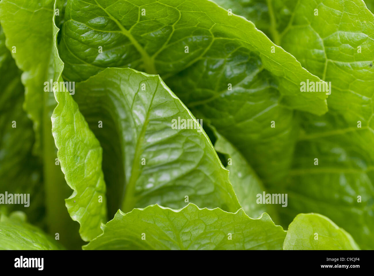 Cos lettuce leaves hi-res stock photography and images - Alamy