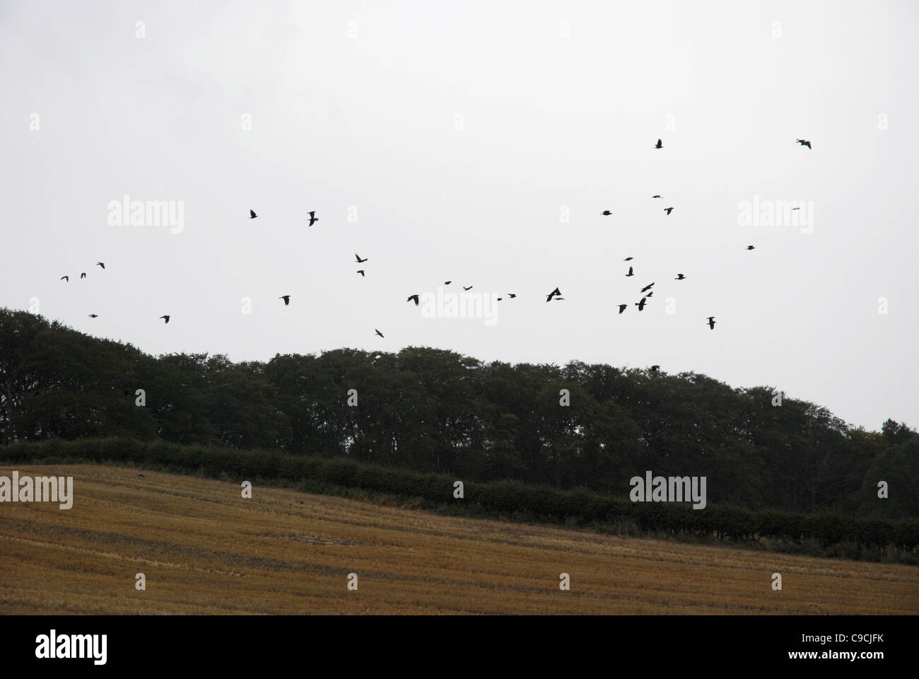 Crows over straw stubble Stock Photo - Alamy