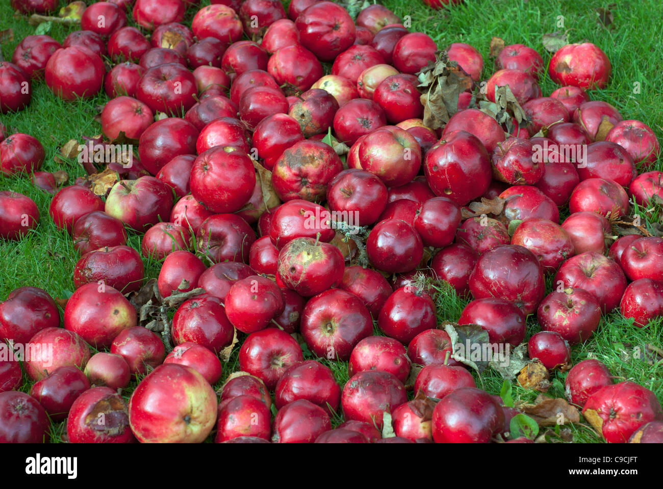 Wind fall fruit hi-res stock photography and images - Alamy