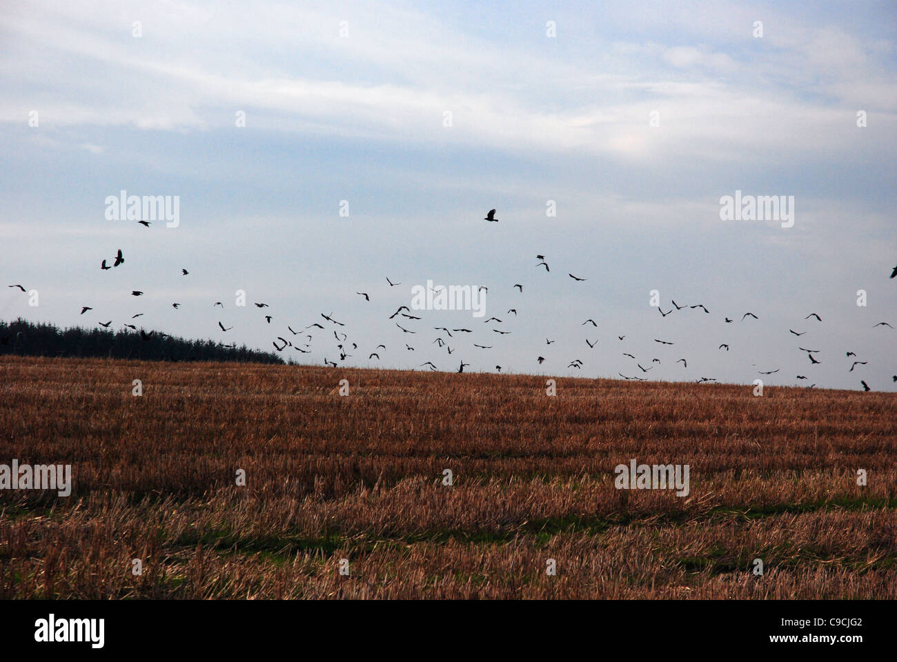 Crows over straw stubble Stock Photo - Alamy