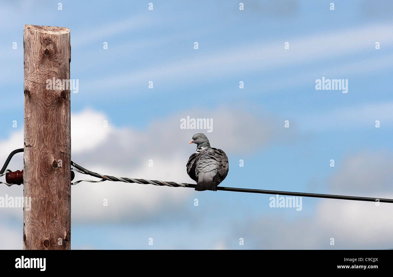 A common wood pigeon (Columba palumbus) sits on a wire connected to a ...