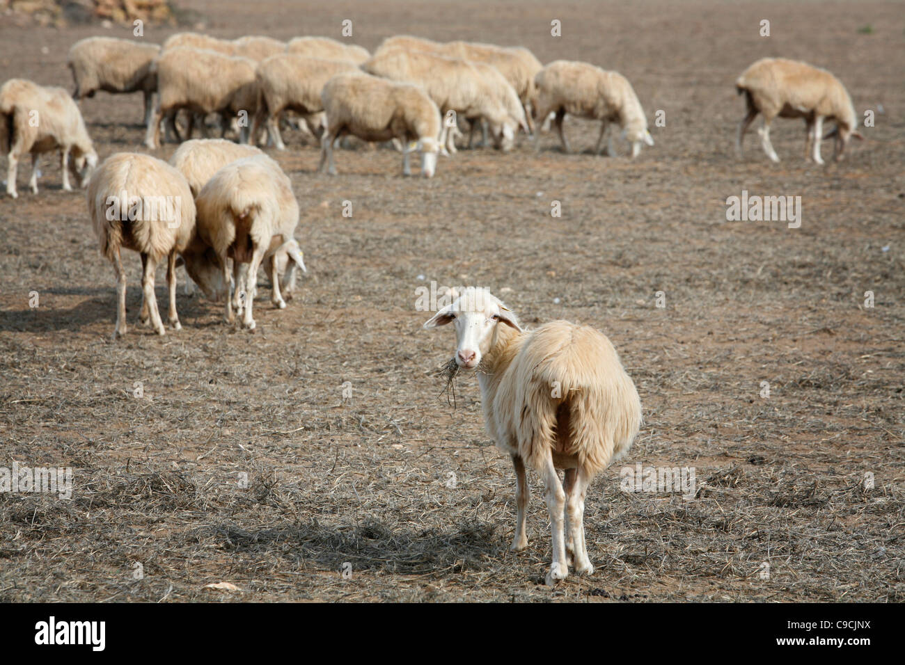 Sheeps, Sardinia, Italy Stock Photo - Alamy