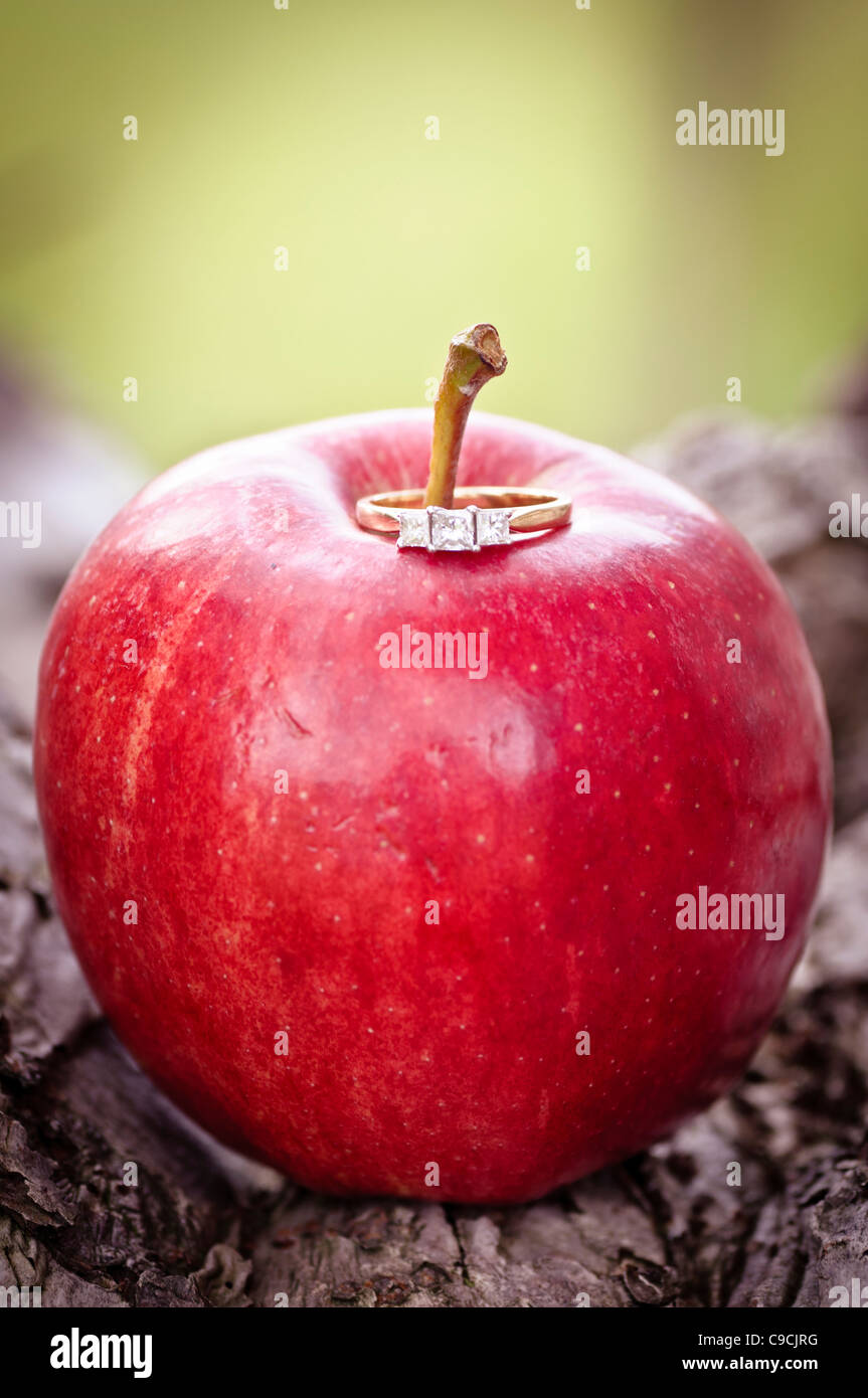 Engagement ring on a red apple, image taken at a Kent Orchard, Chartham ...