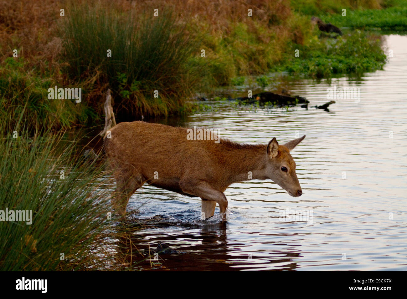 Female Hind Doe High Resolution Stock Photography and Images - Alamy