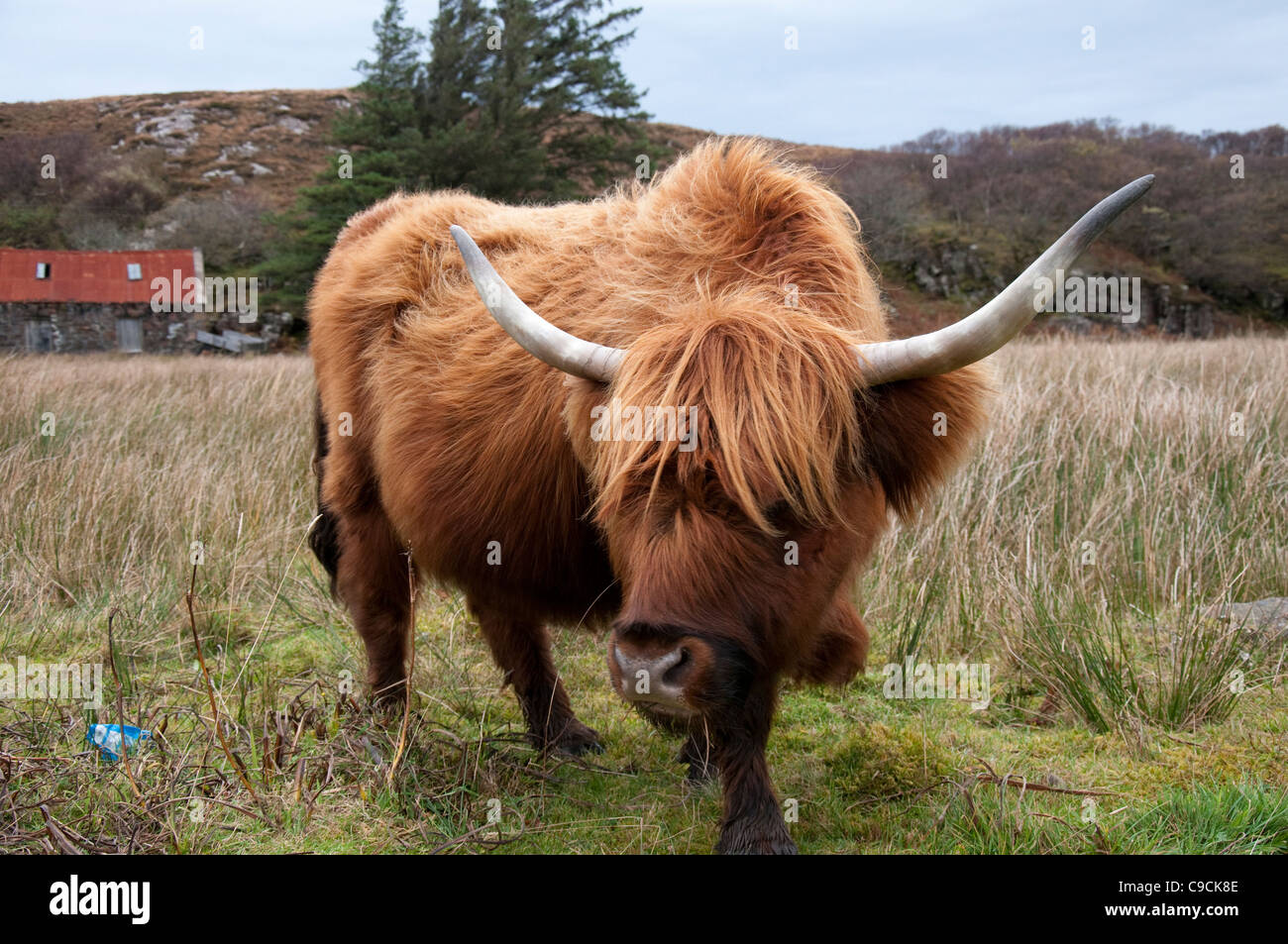 A Highland Bull in Tokavaig on the Isle of Skye, Scotland UK Stock ...